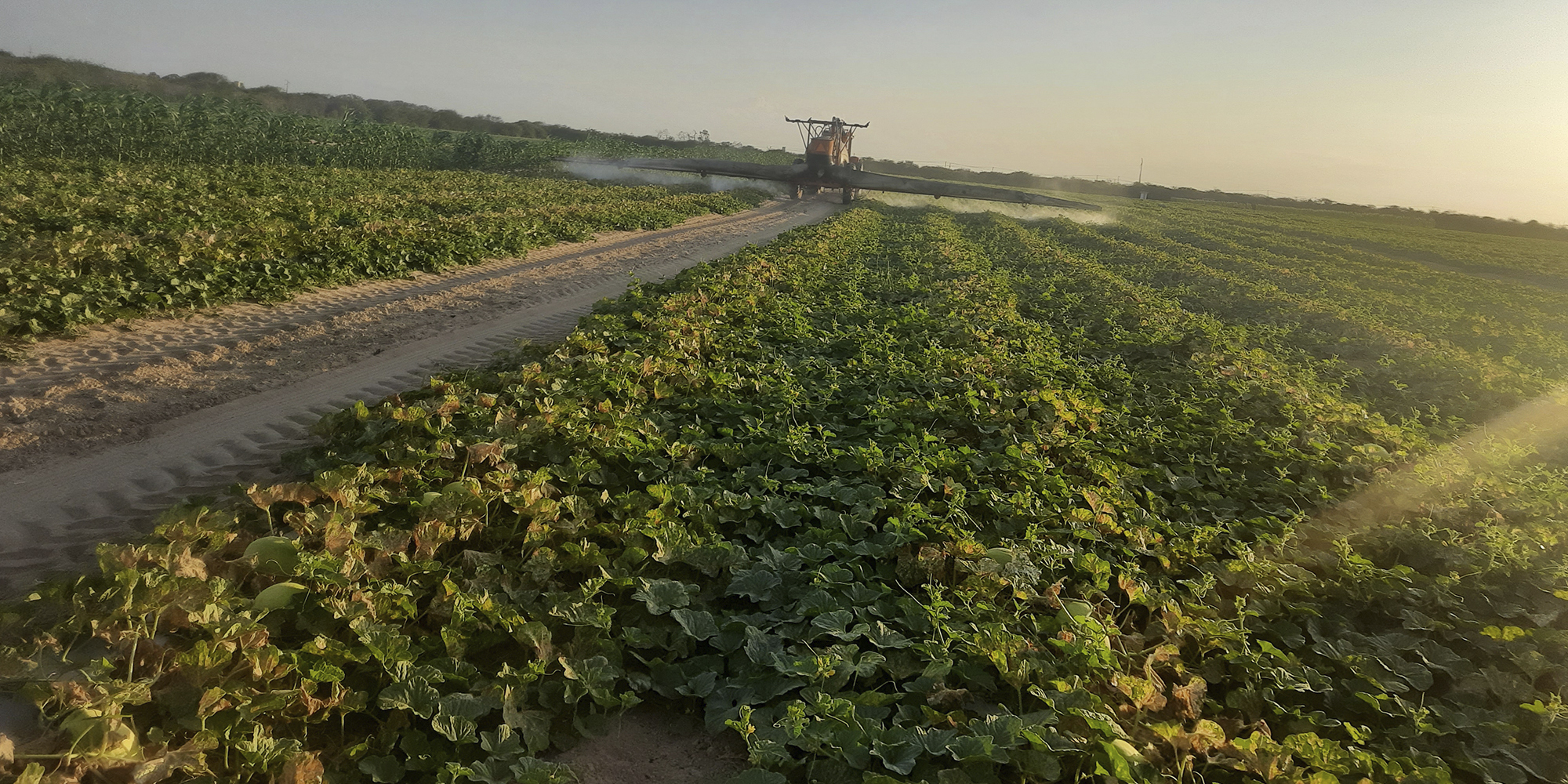 Semiárido Comercial Agrícola